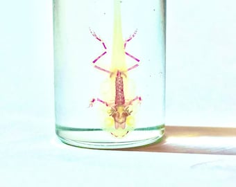 Tiny Diaphonized Frog Specimen - Etsy
