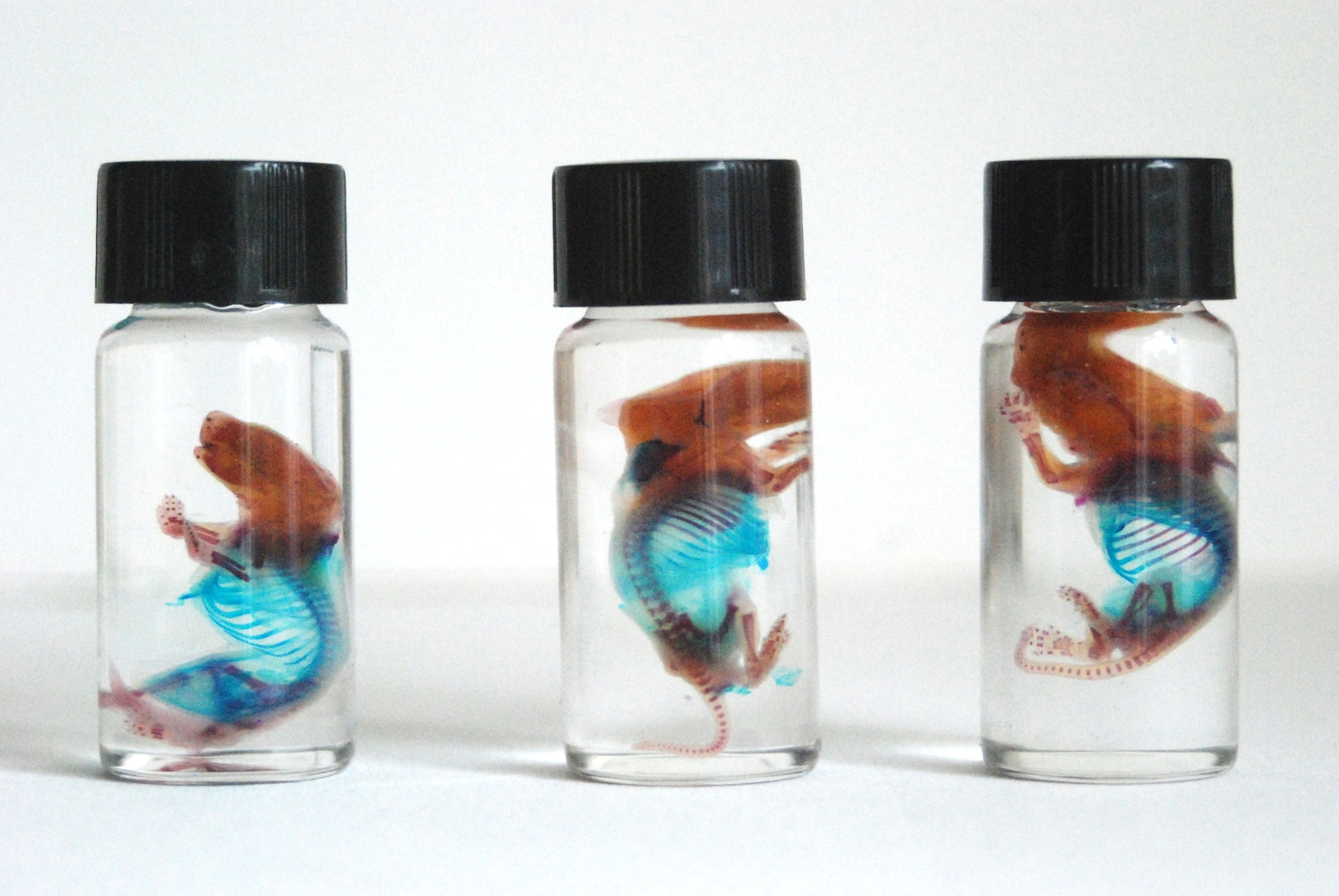 Rainbow Diaphonized Young MOUSE Wet Specimen Diaphonisation. - Etsy