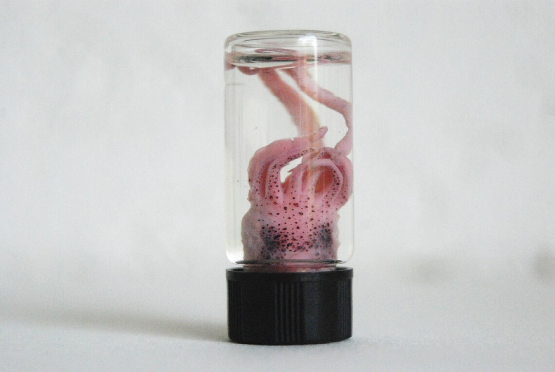 Real Cute PINK Cuttlefish in a Jar Wet Specimen Squid - Etsy