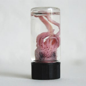 Real Cute PINK Cuttlefish in a Jar, Wet Specimen, Squid, Tentacles ...