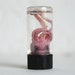 Real Cute PINK Cuttlefish in a Jar Wet Specimen Squid - Etsy