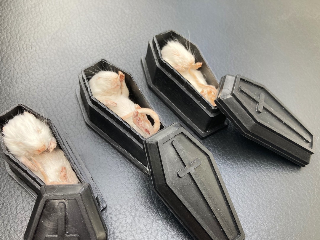 XXS Little Baby Coffin Mouse Adorabe Cute Mouse in a Tiny Open Casket ...