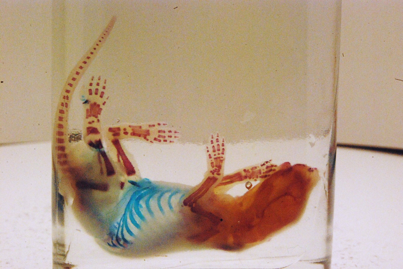 Rainbow Diaphonized Young MOUSE Wet Specimen Diaphonisation. - Etsy