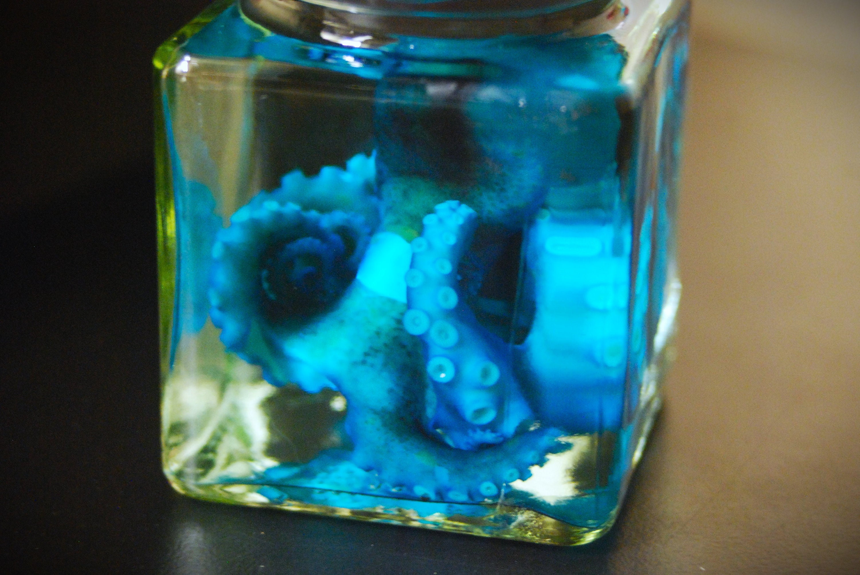 SALE: Medium BLUE Octopus in Square Jar, Wabi Sabi Wet Specimen ...