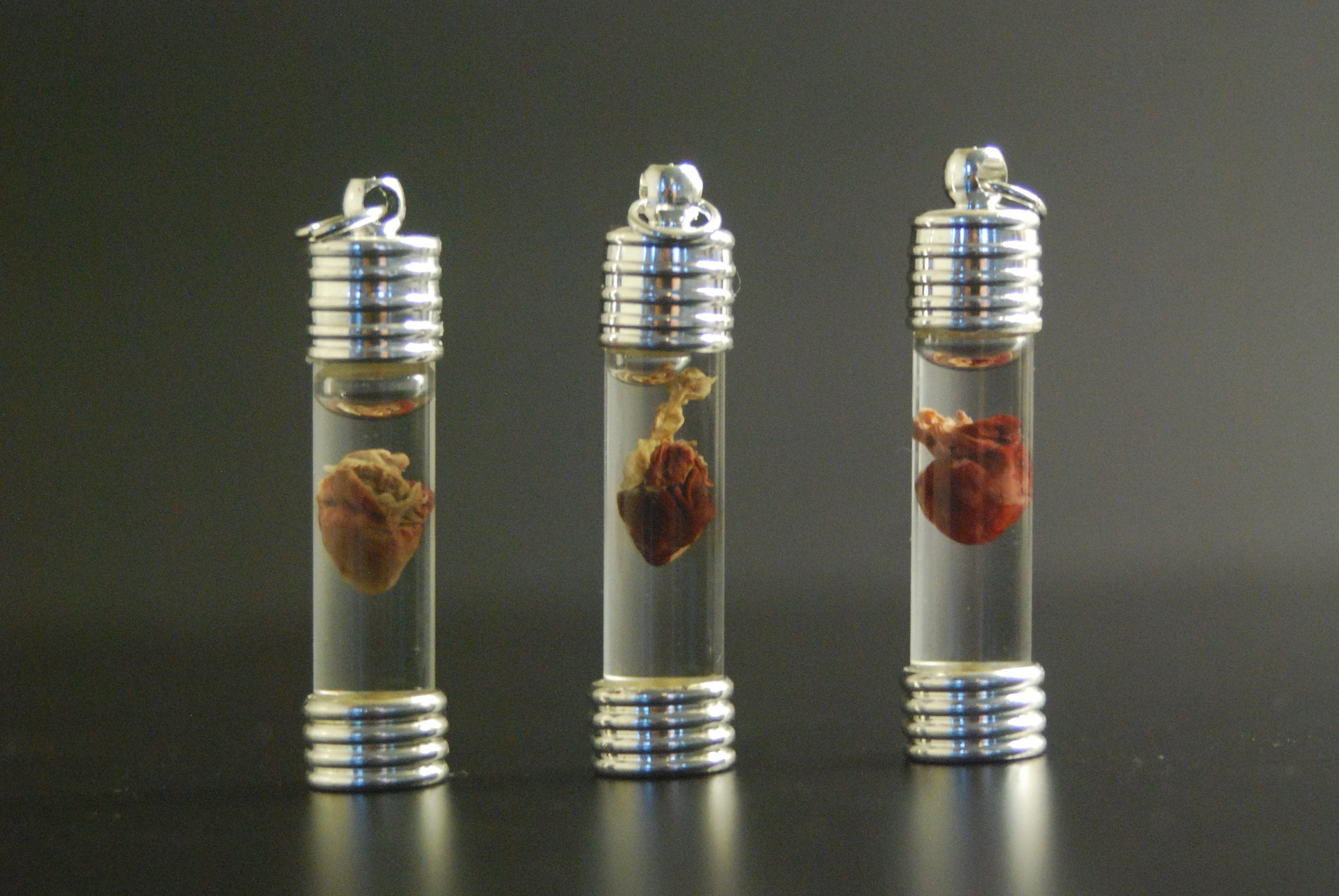 Real Heart Wet Specimen PENDANT SILVER Taxidermy Jewelry - Etsy