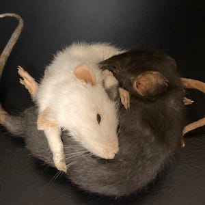One-of-a-kind Yin and Yang Mummified Rat Art | Unique Gothic Decor ...