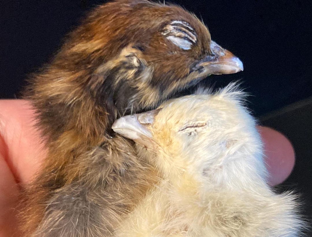 Cuddling Mummified Chickens– Heartwarming, Love-inspired Freestanding ...