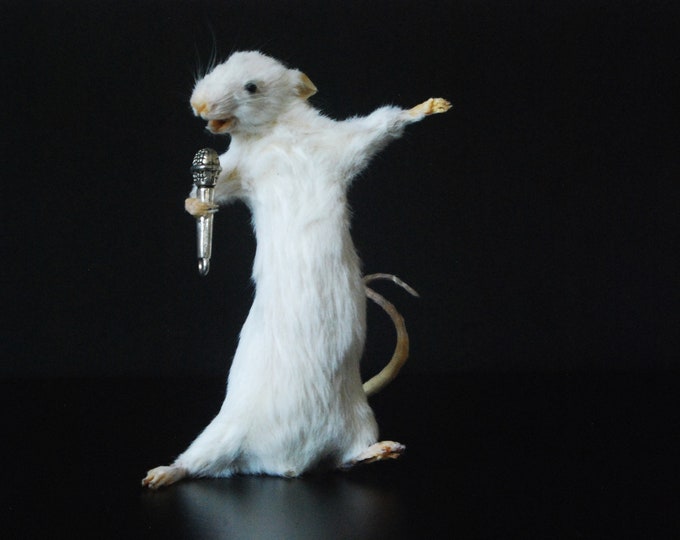 Singing Mouse, Taxidermy Mice, Taxidermy Band, Ethically Sourced ...