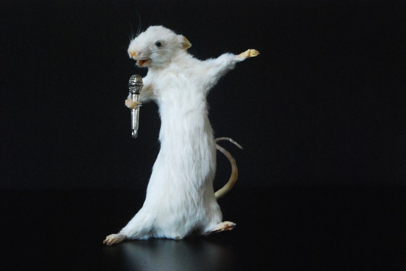 Singing Mouse Taxidermy Mice Taxidermy Band Ethically - Etsy