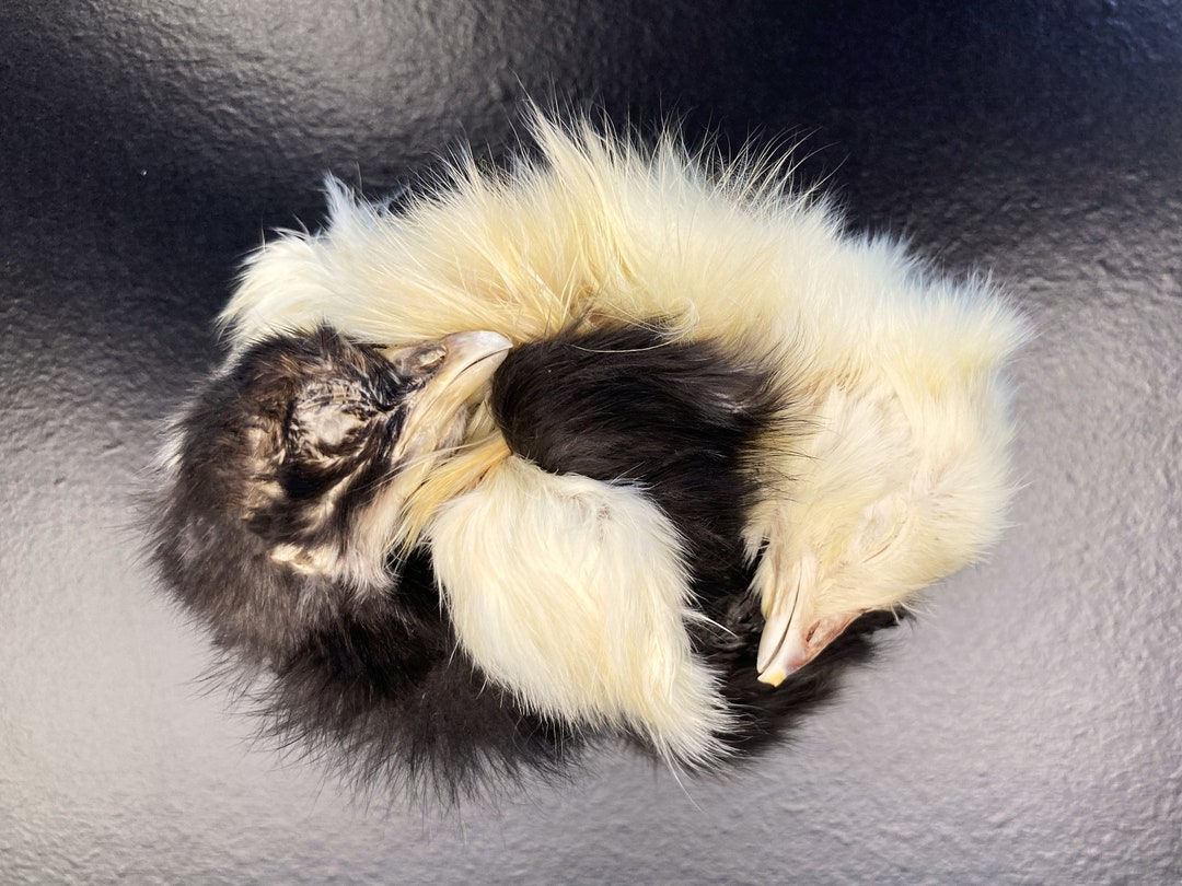 Yin Yang Cuddling Chicks Taxidermy: Vulture Culture Oddity Decor - Etsy