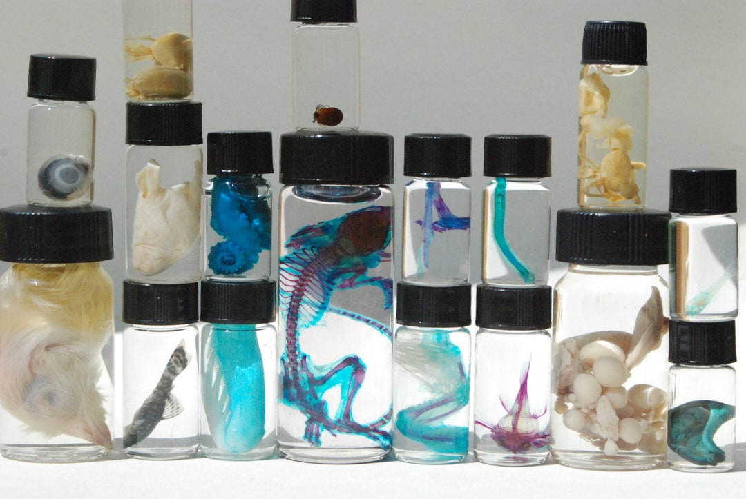 Mystery Oddity WET SPECIMEN Surprise Box - Animal Kingdom - Etsy