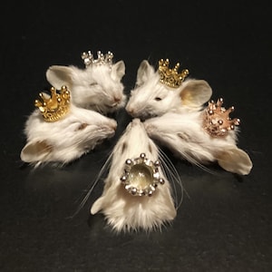 Royal Mummified Mouse Head - Etsy