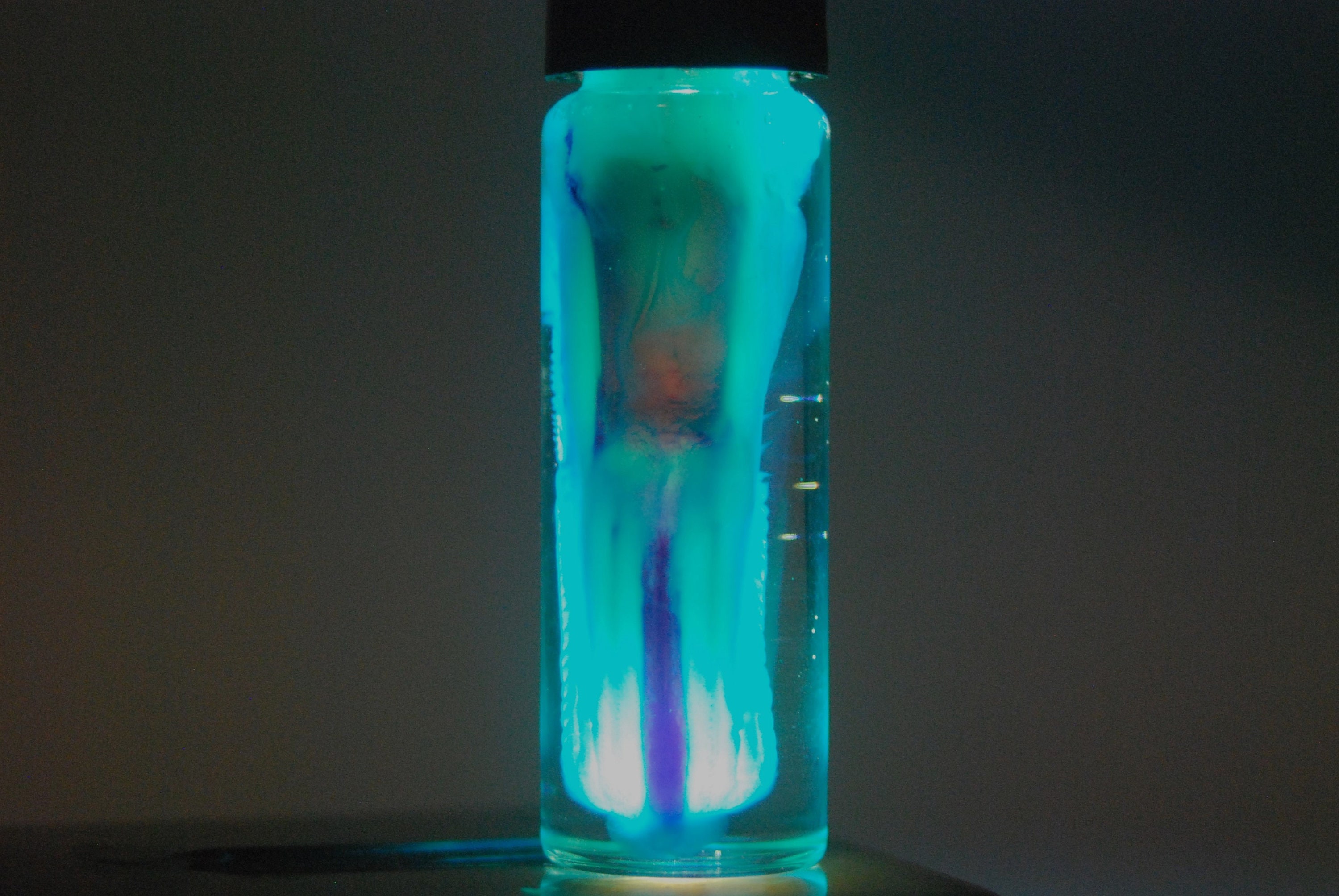RARE: Real QUACKERS, Diaphonized Duck Tongue, Wet Specimen ...