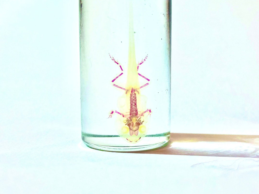 Tiny Diaphonized Frog/froglet Specimen, PINK, XS Kawaii, Wet Specimen ...