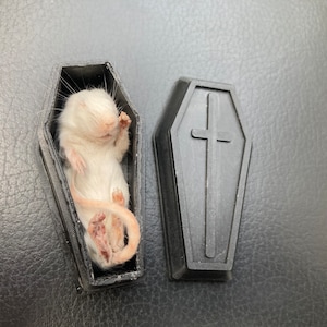 XXS Little Baby Coffin Mouse Adorabe Cute Mouse in a Tiny Open Casket ...