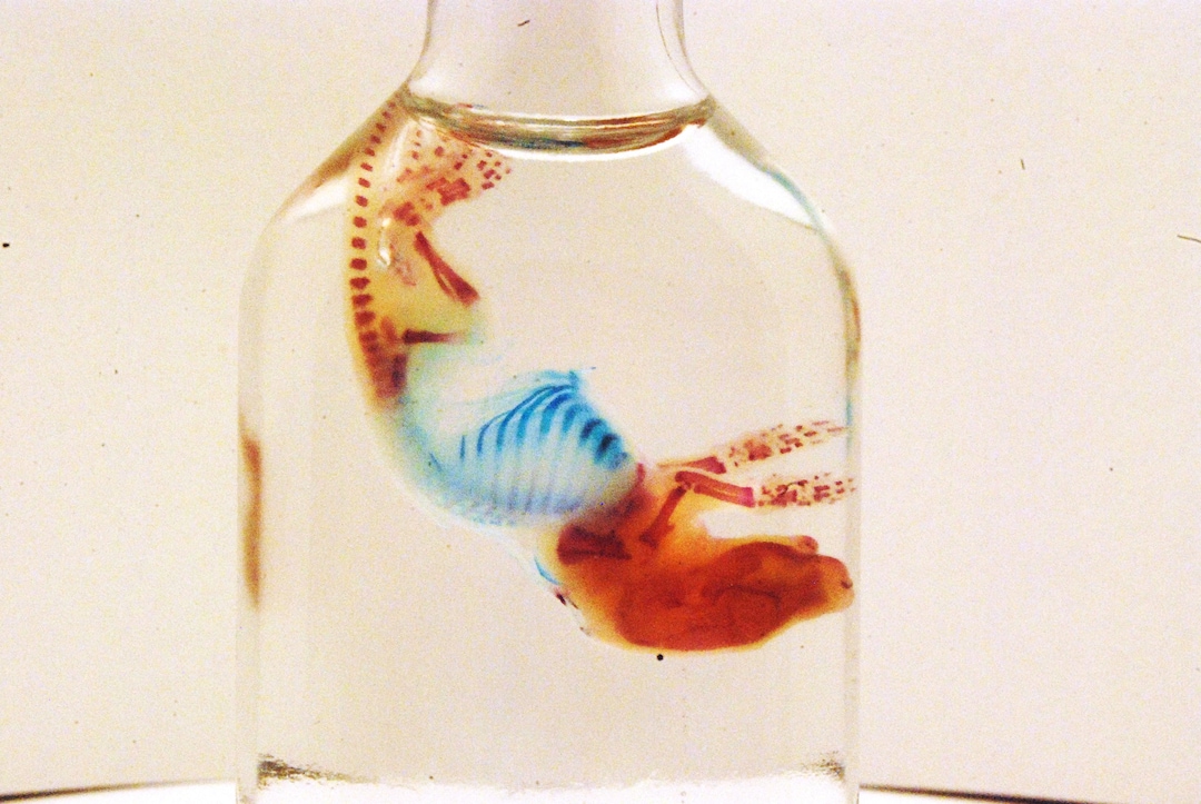 Rainbow Diaphonized Young MOUSE, Wet Specimen, Diaphonisation. - Etsy