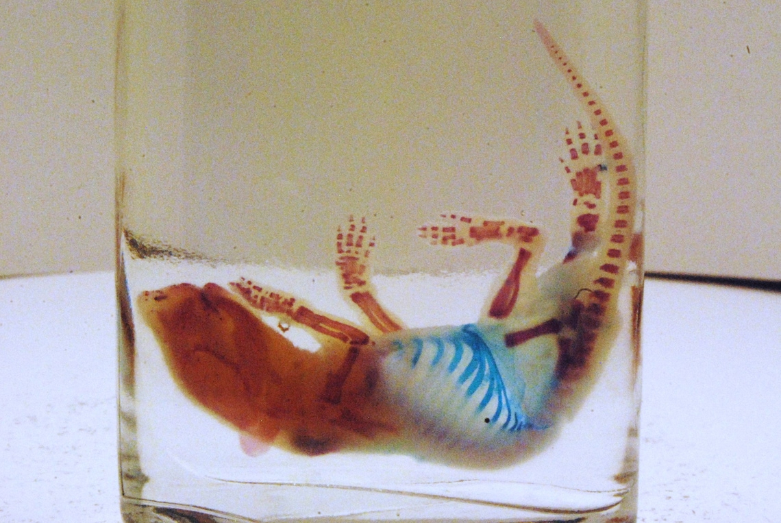 Rainbow Diaphonized Young MOUSE Wet Specimen Diaphonisation. - Etsy