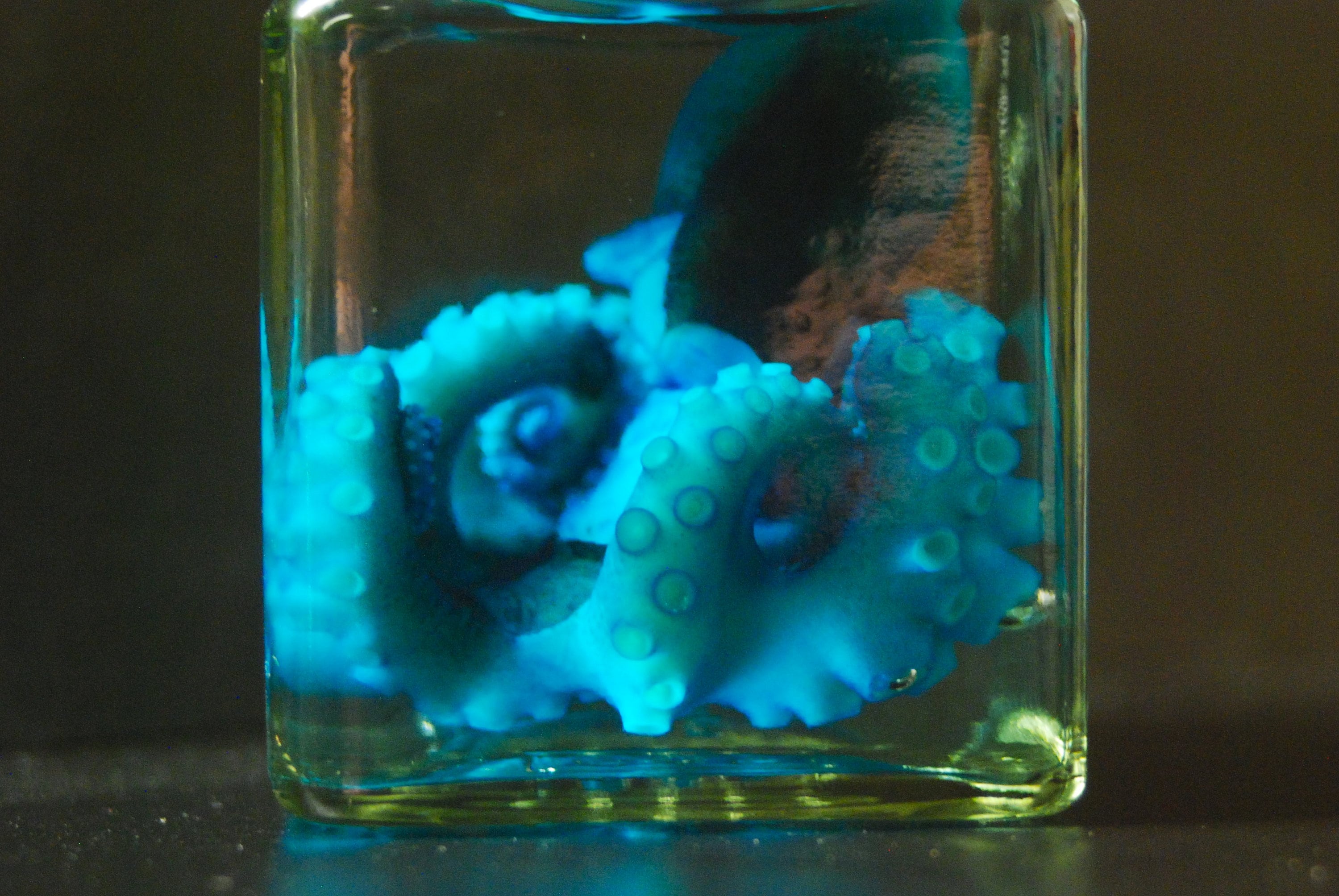 SALE: Medium BLUE Octopus in Square Jar, Wabi Sabi Wet Specimen ...