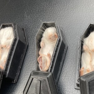 XXS Little Baby Coffin Mouse Adorabe Cute Mouse in a Tiny Open Casket ...