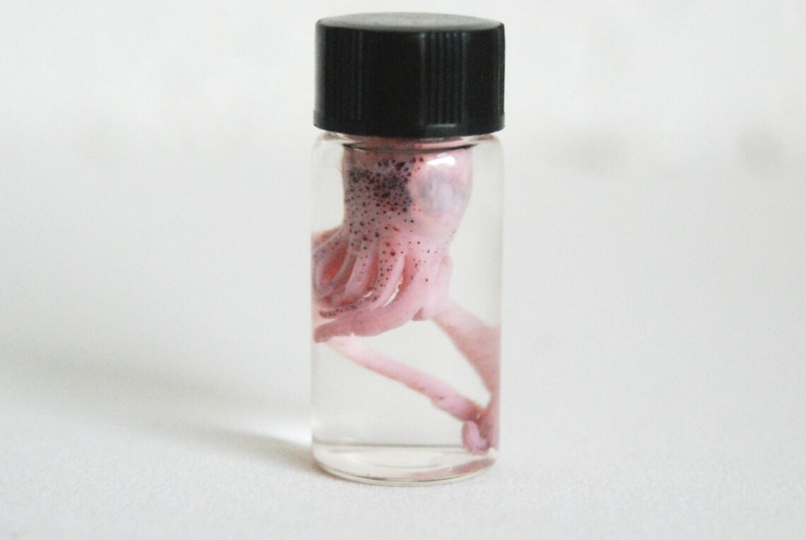 Real Cute PINK Cuttlefish in a Jar Wet Specimen Squid - Etsy