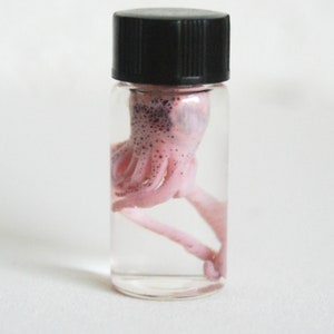 Real Cute PINK Cuttlefish in a Jar, Wet Specimen, Squid, Tentacles ...