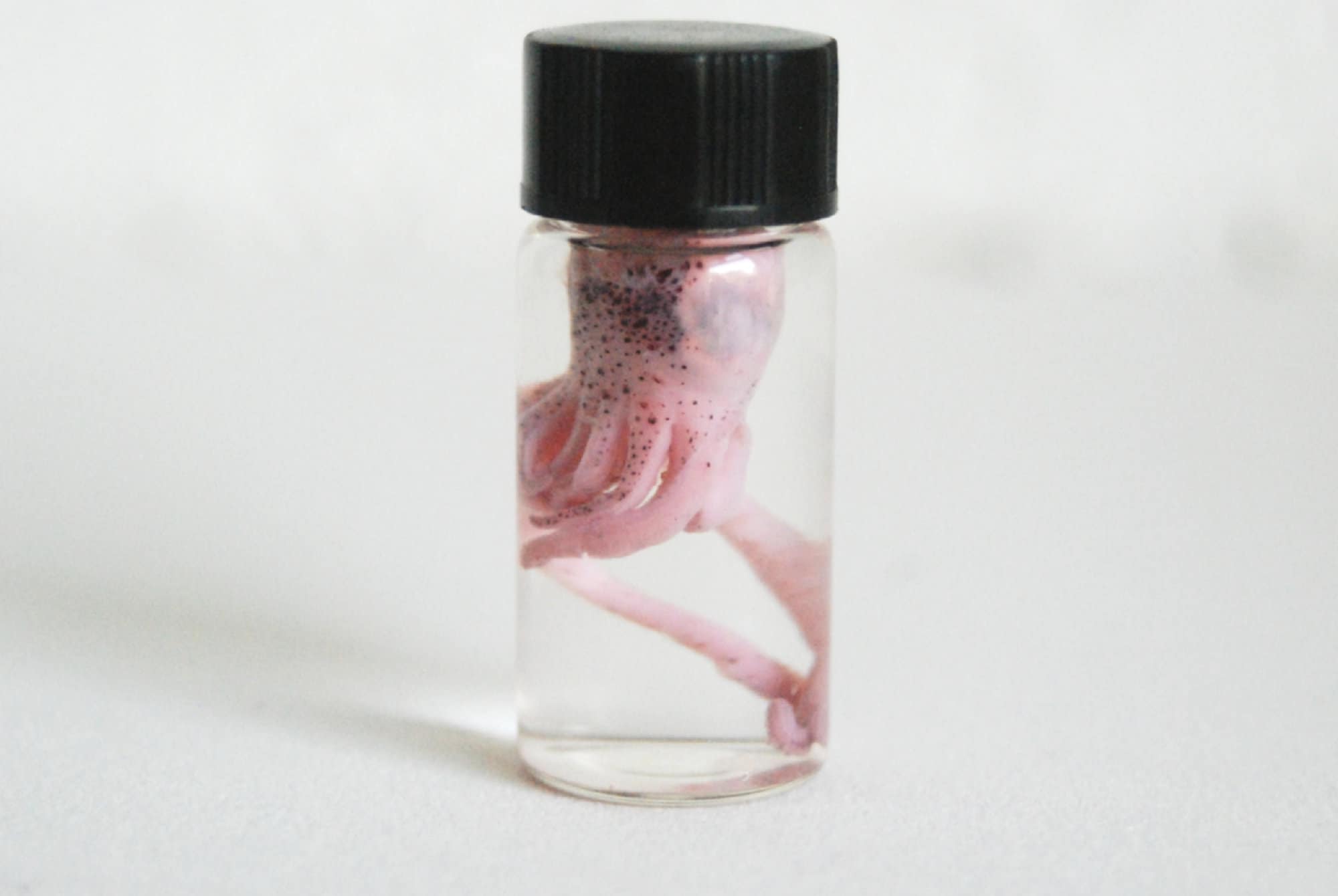 Real Cute PINK Cuttlefish in a Jar, Wet Specimen, Squid, Tentacles ...