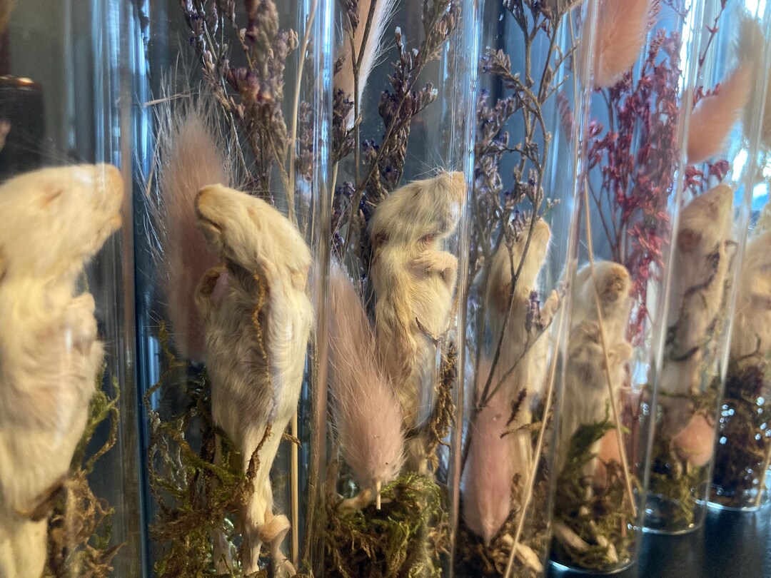 Mice & Spice" Test Tube - Mummified Baby Mice in Test Tube With Dried ...