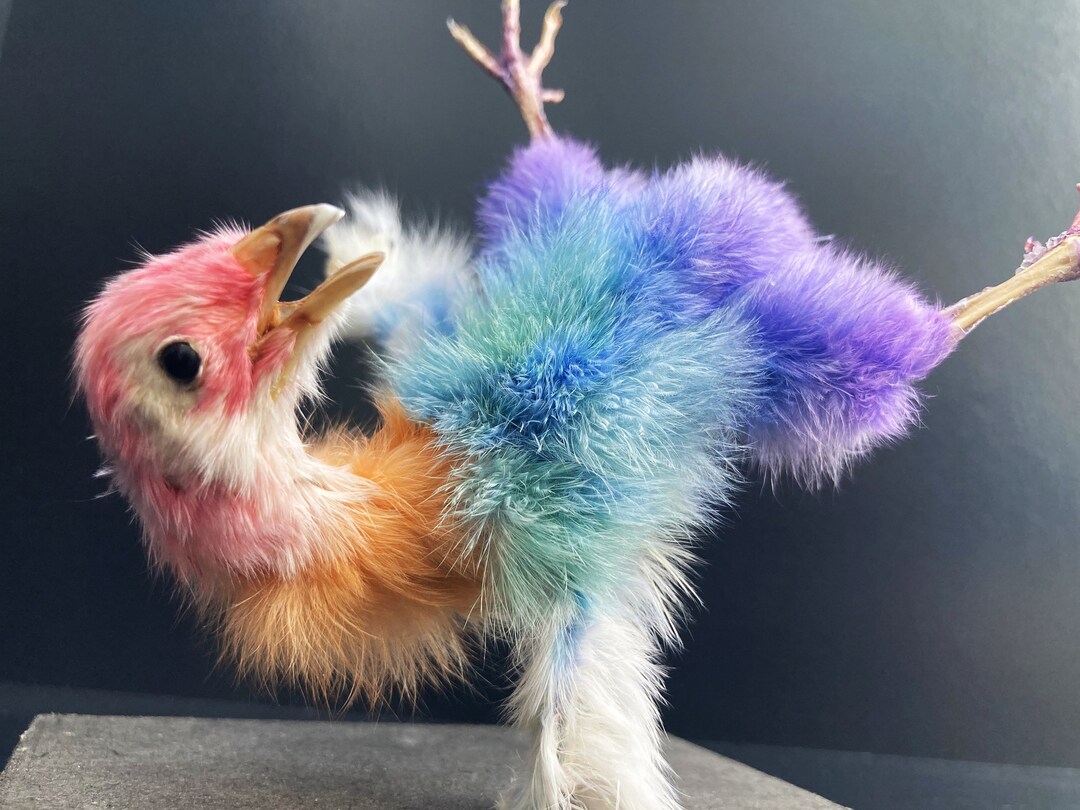 Breakdancing Rainbow Chicken, Pride, LGTBQ, Fun and Gay Art, Taxidermy ...