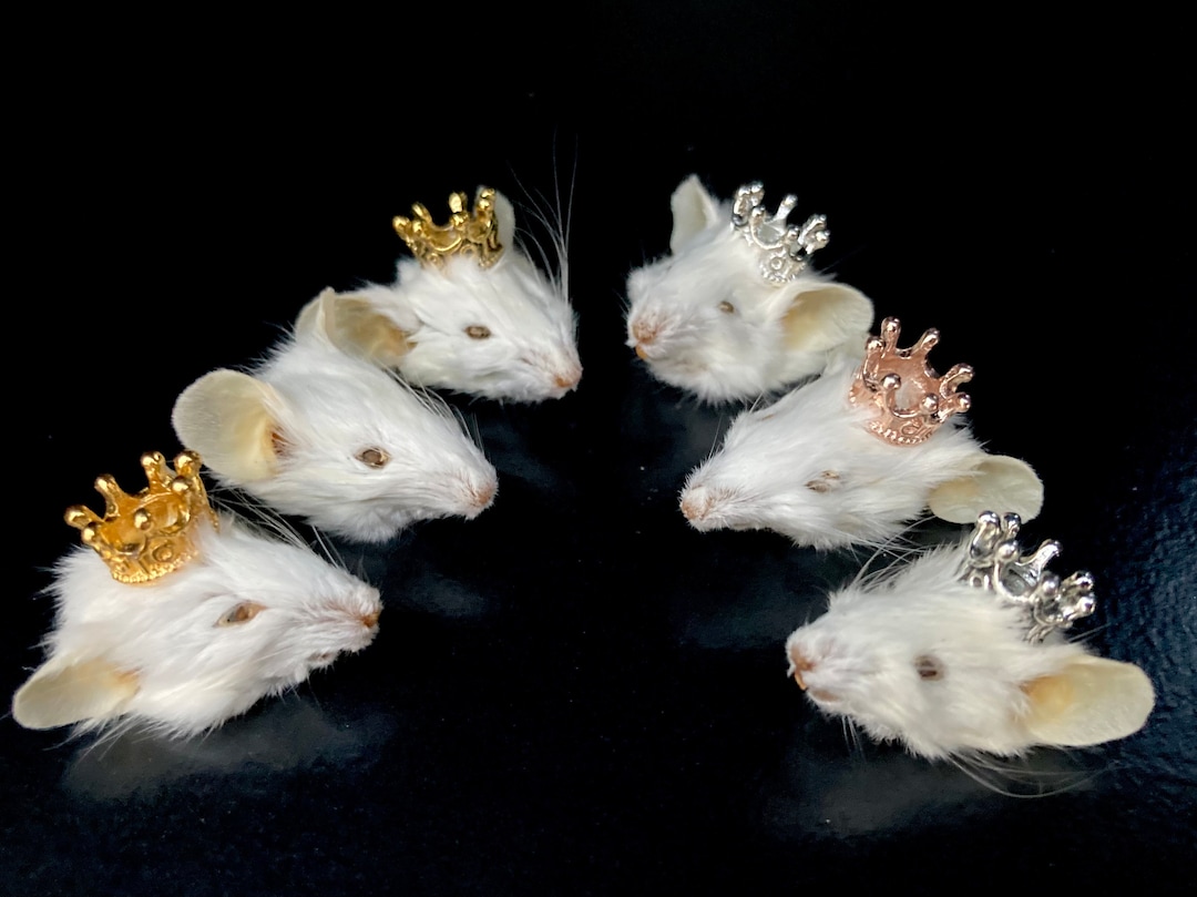 Royal Mummified Mouse Head - Etsy