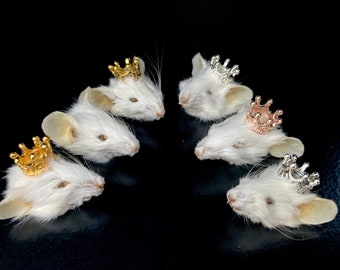 Mummified Black Mouse Head, 1pc, Taxidermy Mouse, Real Animal Mummy - Etsy