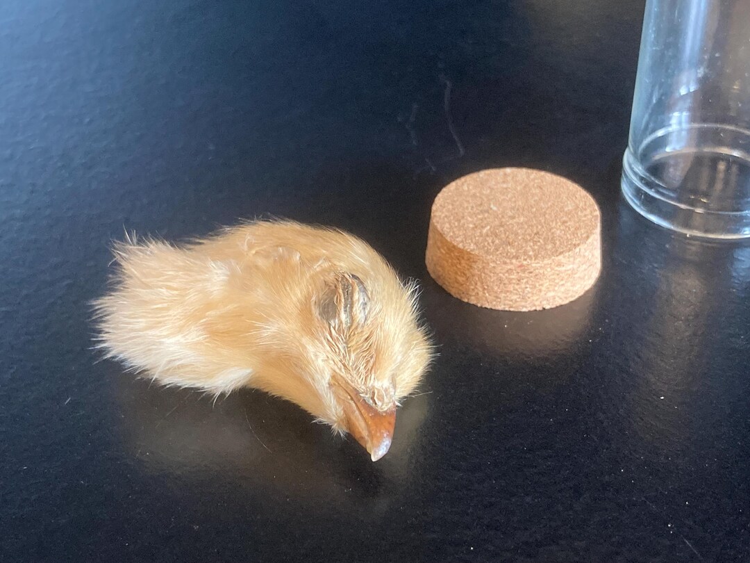 Real Baby Chicken Head in a Bell Jar / Dome / Cloche. Cheap, Cute, Tiny ...