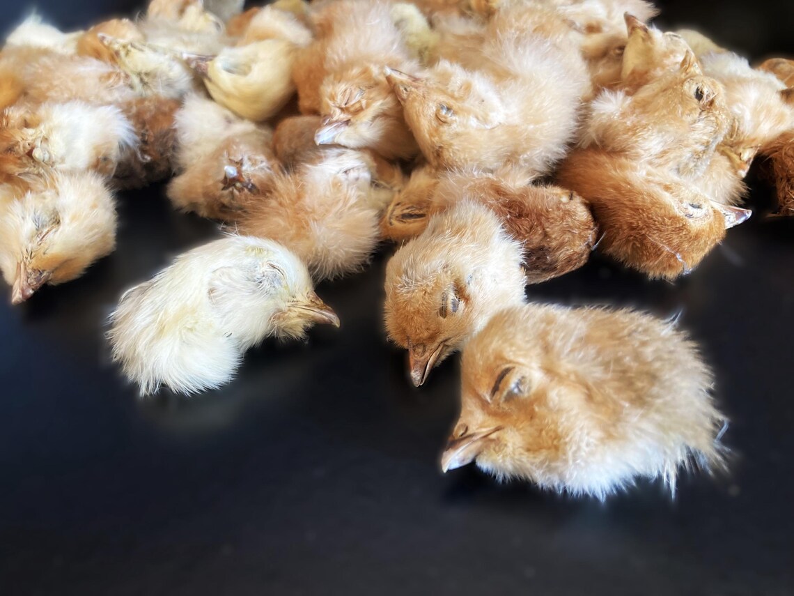 Wholesale DIY Chicken Chick Heads Skulls Mummified Taxidermy - Etsy