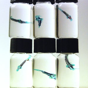 Diaphonized TADPOLE SKELLETON, XS Kawaii, Wet Specimen, Diaphonization ...