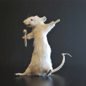 Singing Mouse Taxidermy Mice Taxidermy Band Ethically - Etsy
