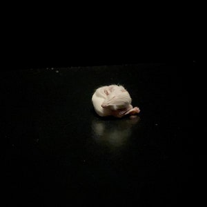 Kawaii Curled-up Baby Mouse XXS Taxidermy - Adorable Sleepy Companion ...