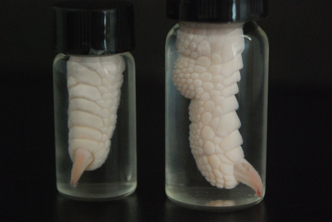 Real FINGER in a Jar. Macabre, Weird Stuff, Toe Feet Claw Bird Wet ...