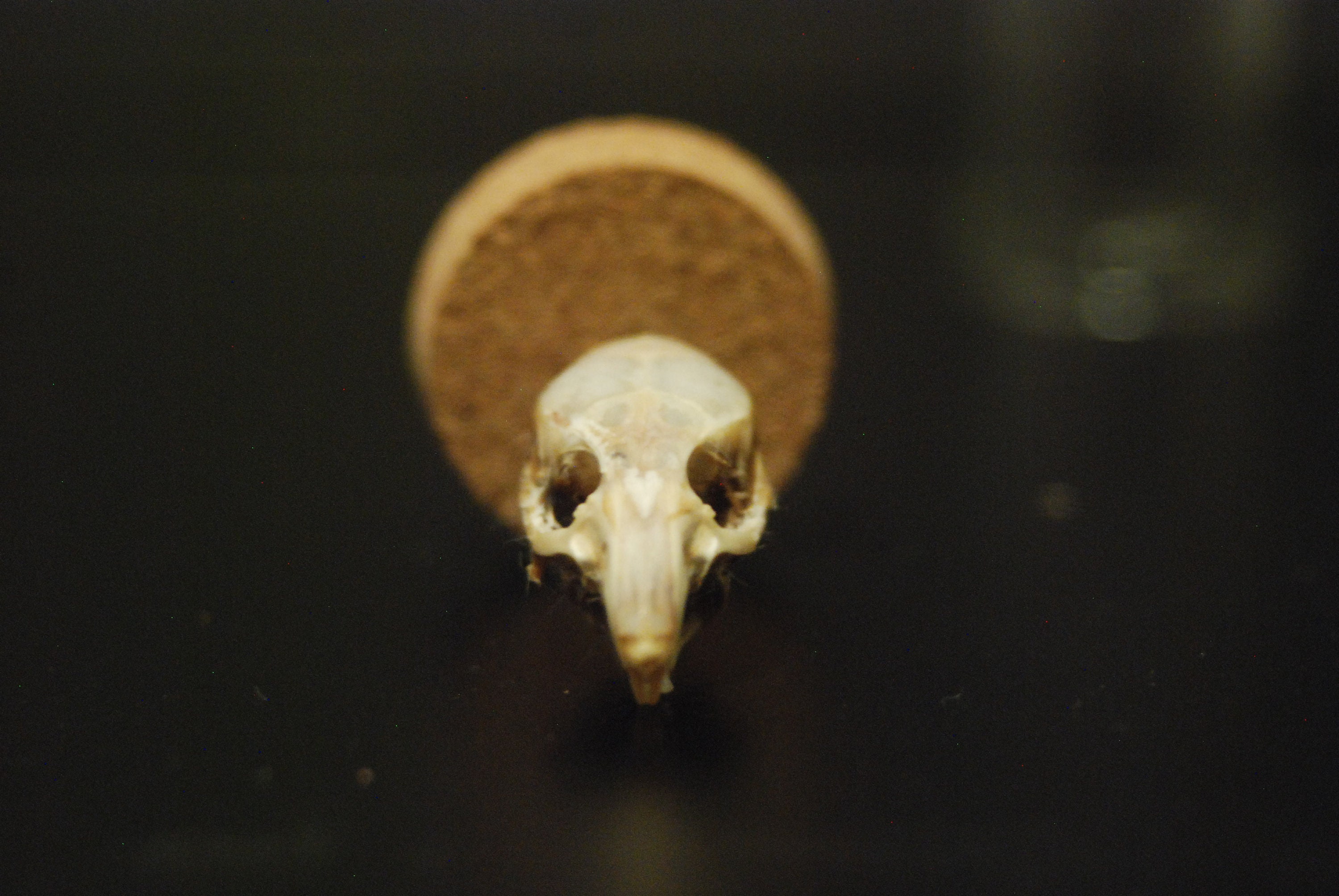 Real Mummified Mouse SKULL in a Bell Jar / Dome / Cloche. - Etsy Australia