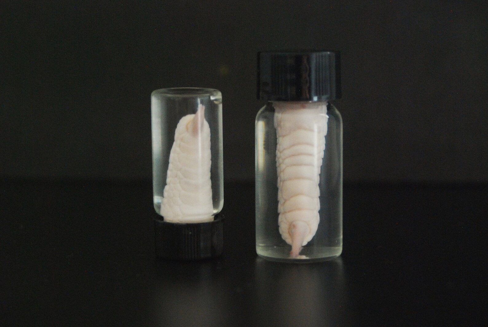 Real FINGER in a Jar. Macabre, Weird Stuff, Toe Feet Claw Bird Wet ...