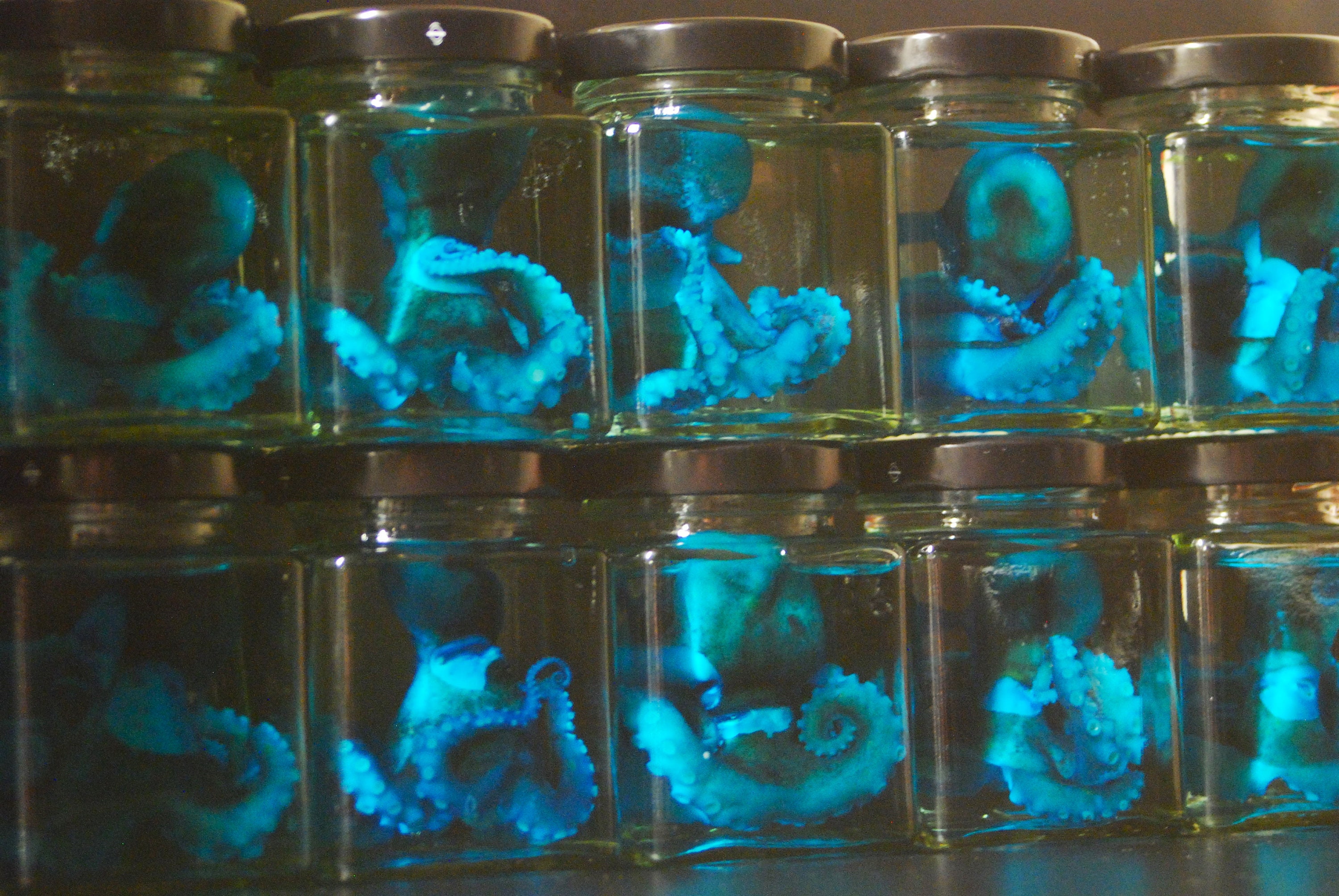 SALE: Medium BLUE Octopus in Square Jar, Wabi Sabi Wet Specimen ...