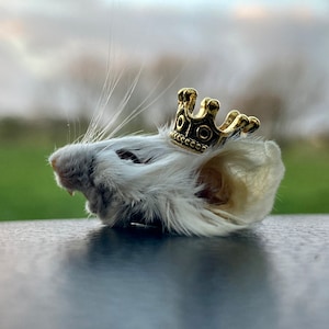 Royal Mummified Mouse Head - Etsy