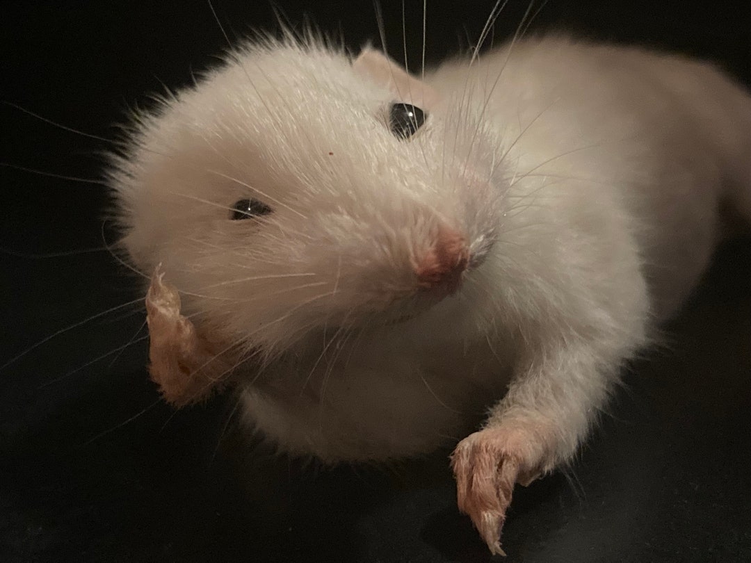 Cute Little Ratty With Adorable Face Mummified Taxidermy Baby Rat ...