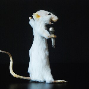 Singing Mouse Taxidermy Mice Taxidermy Band Ethically - Etsy