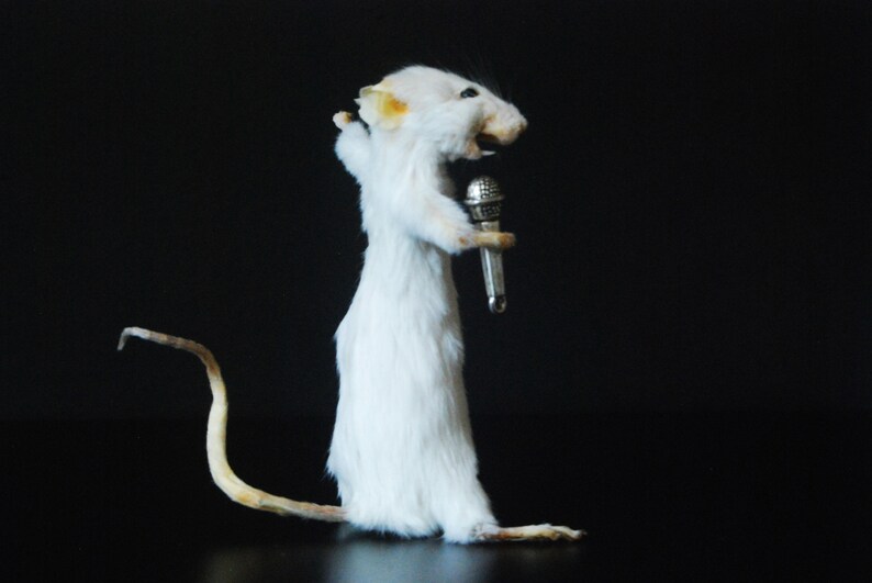 Singing Mouse Taxidermy Mice Taxidermy Band Ethically - Etsy
