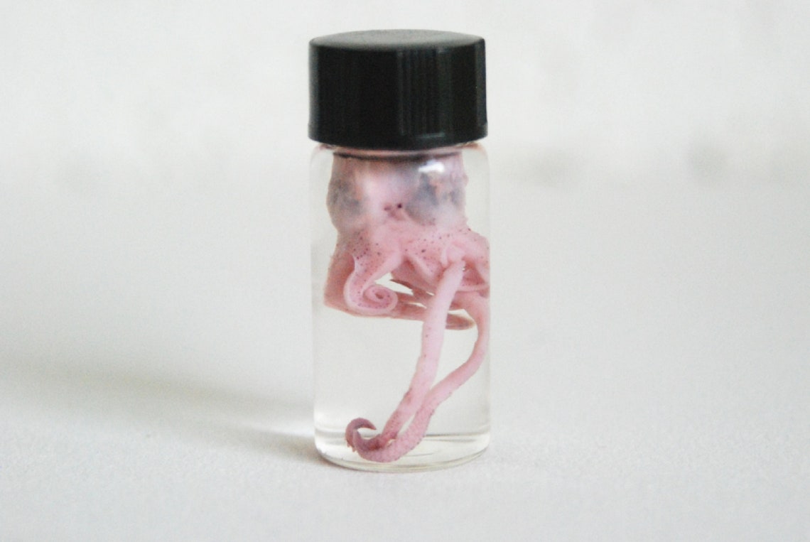 Real Cute PINK Cuttlefish in a Jar Wet Specimen Squid - Etsy