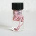 Real Cute PINK Cuttlefish in a Jar Wet Specimen Squid - Etsy