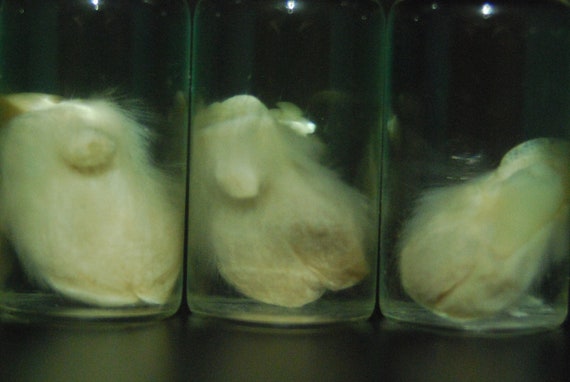 Real Tiny Ballsack With Testicles and Micropenis Wet - Etsy