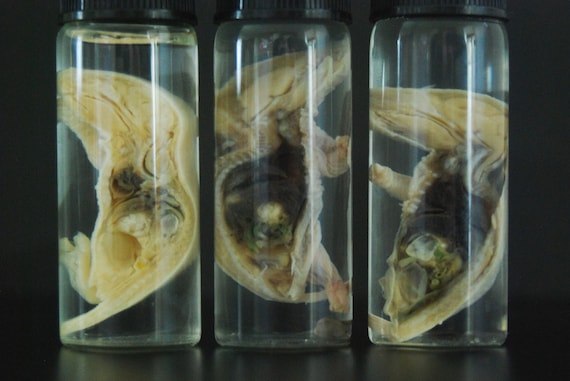 Disección De La Anatomía Del Ratón Disección De La Rata De