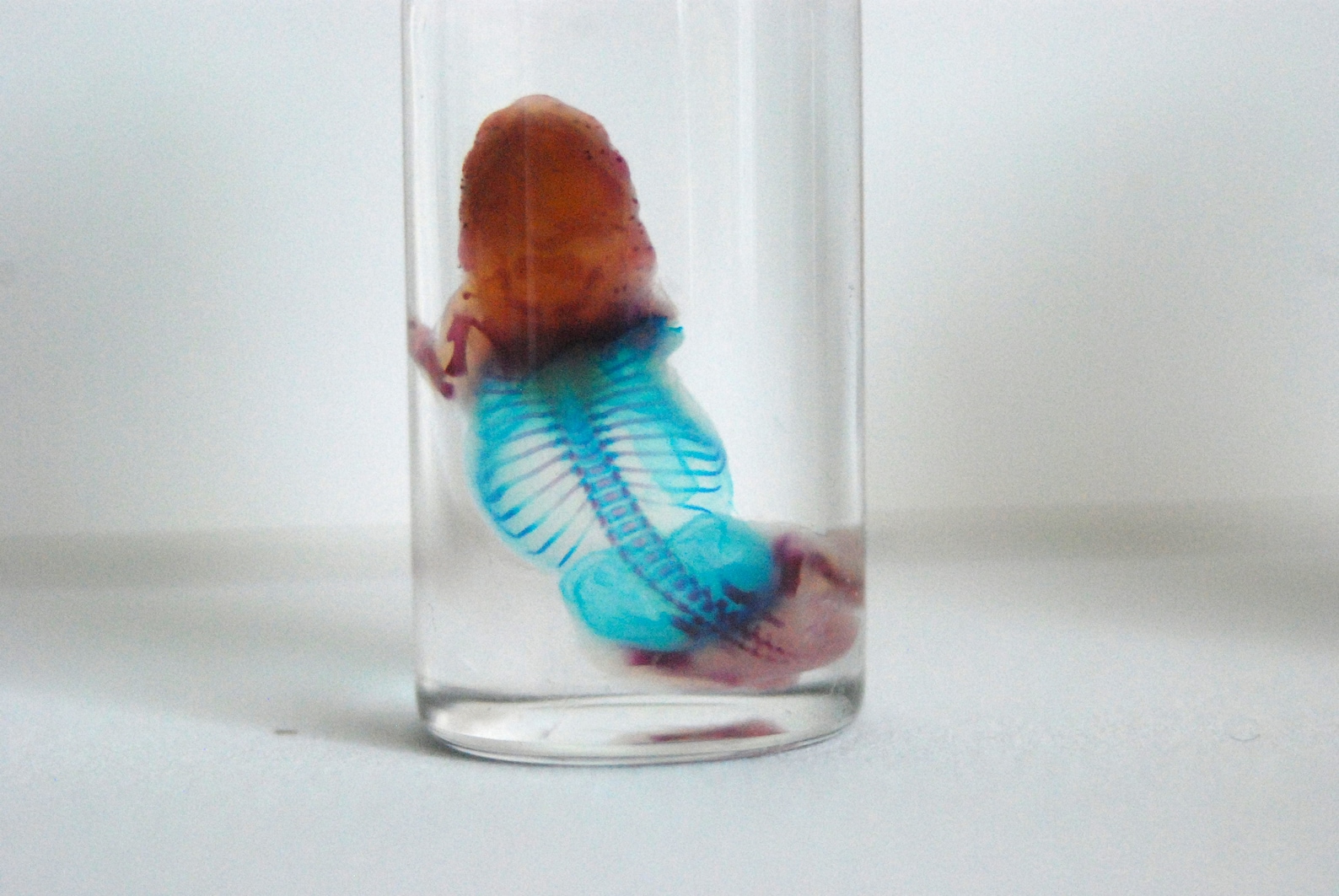 Rainbow Diaphonized Young MOUSE Wet Specimen Diaphonisation. - Etsy