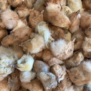 Wholesale DIY Chicken Chick Heads Skulls Mummified Taxidermy - Etsy