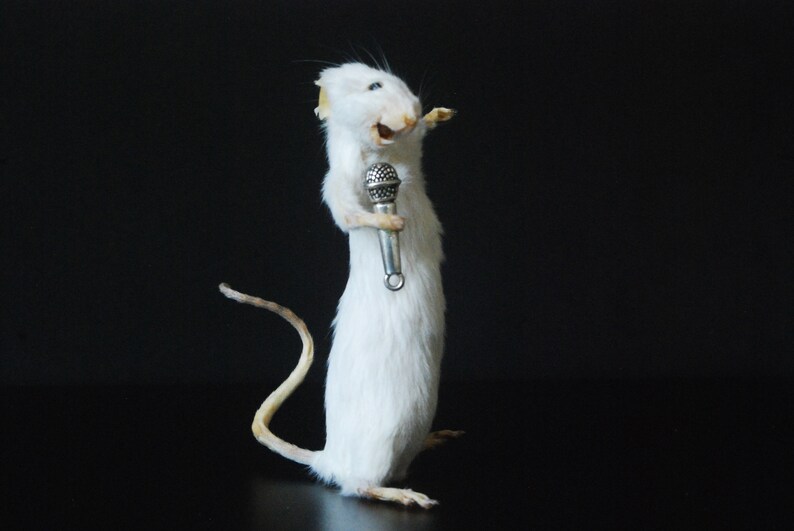 Singing Mouse Taxidermy Mice Taxidermy Band Ethically - Etsy